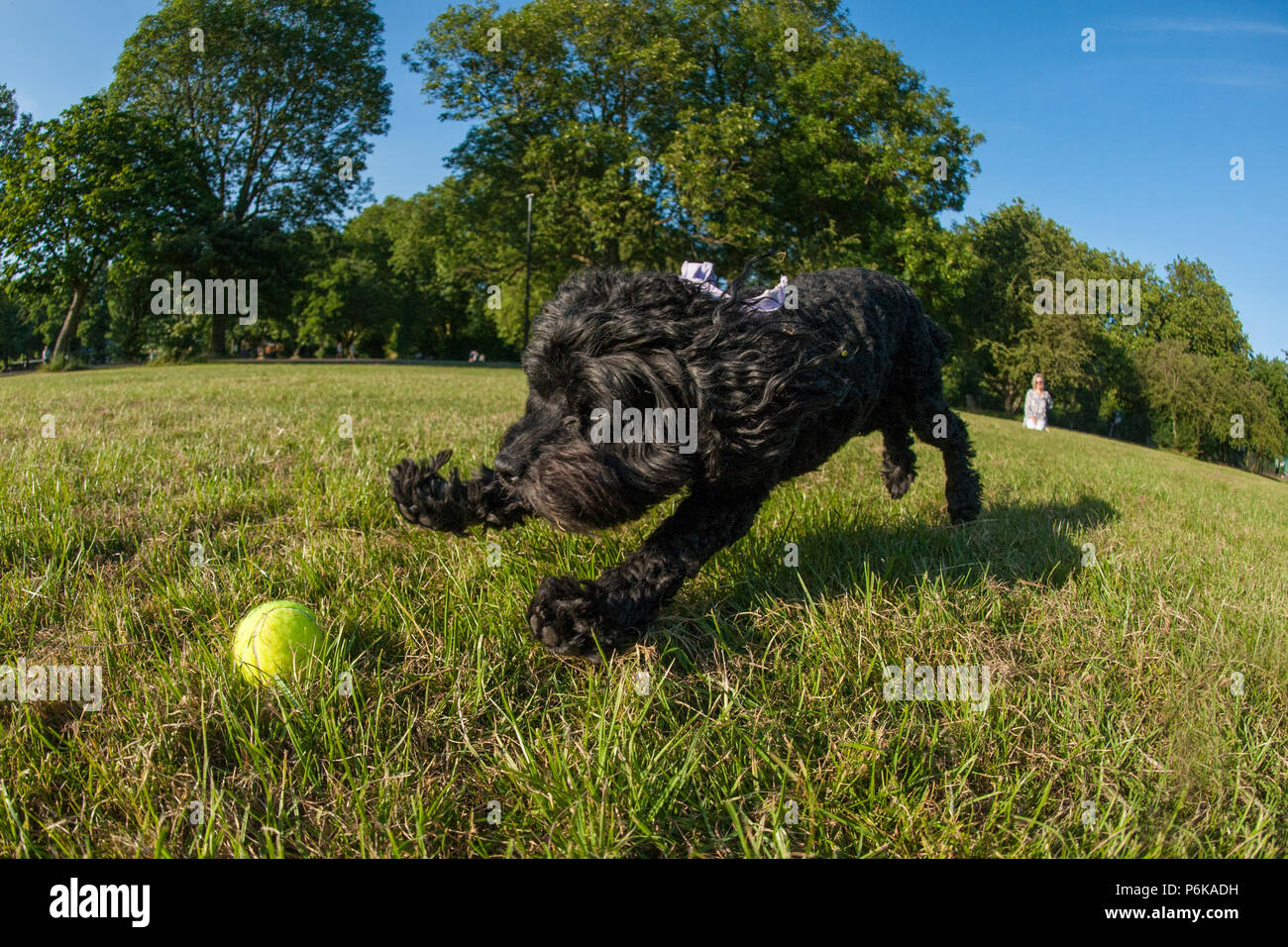 Dog pouncing on a ball hi-res stock photography and images - Alamy