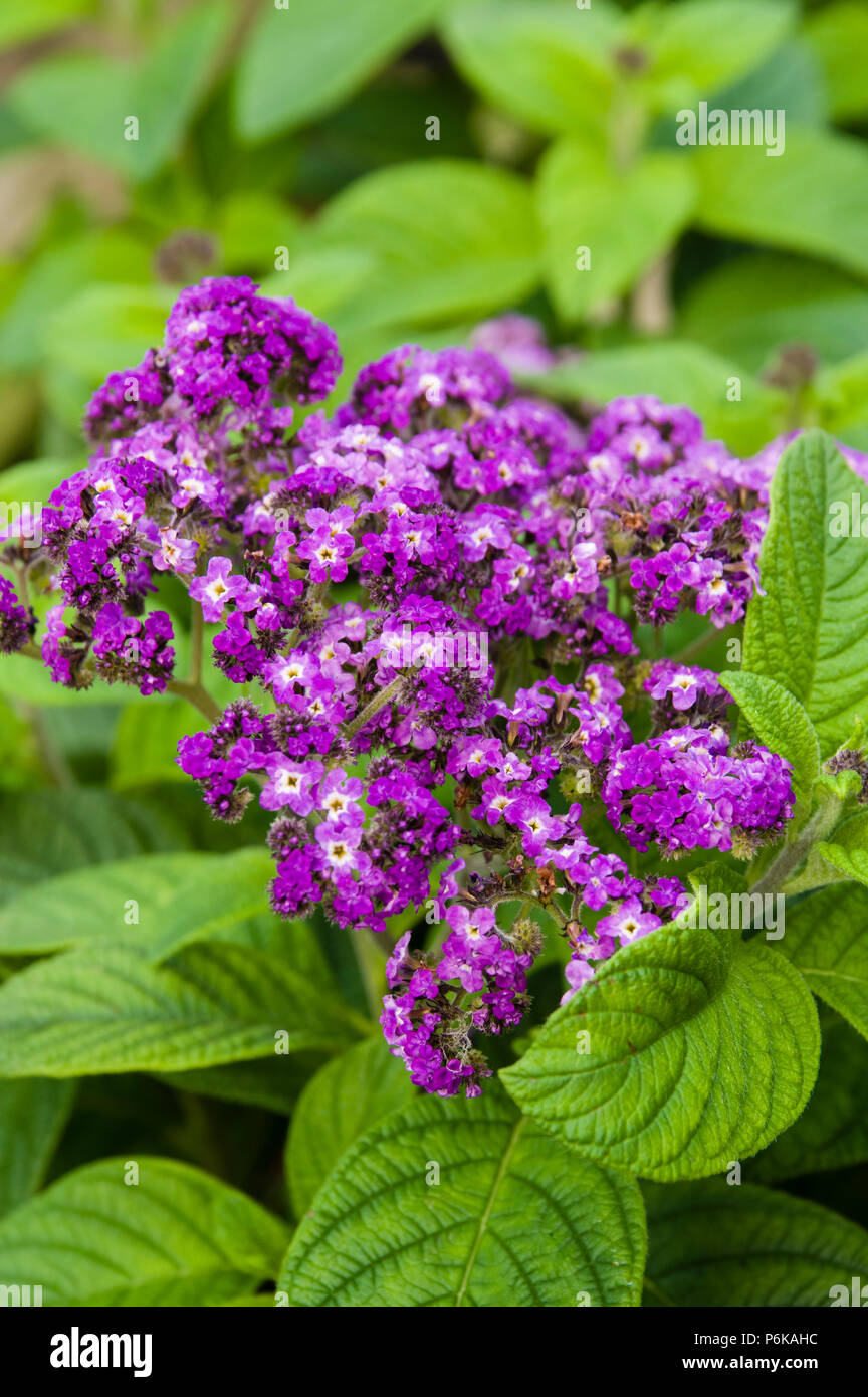 Heliotrope leaf hi-res stock photography and images - Alamy