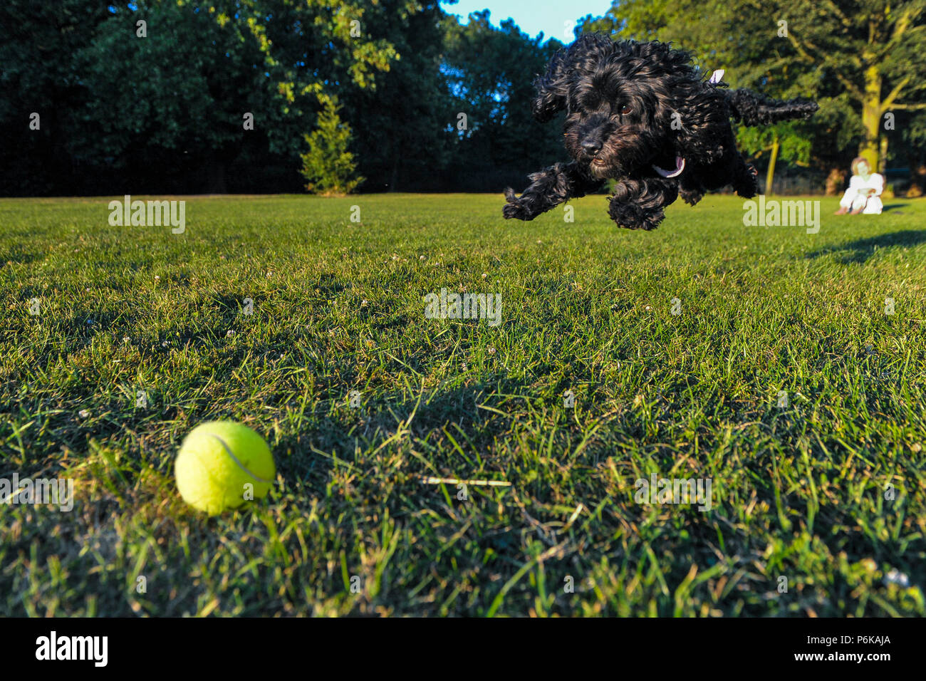Dog chasing tennis ball hi-res stock photography and images - Alamy