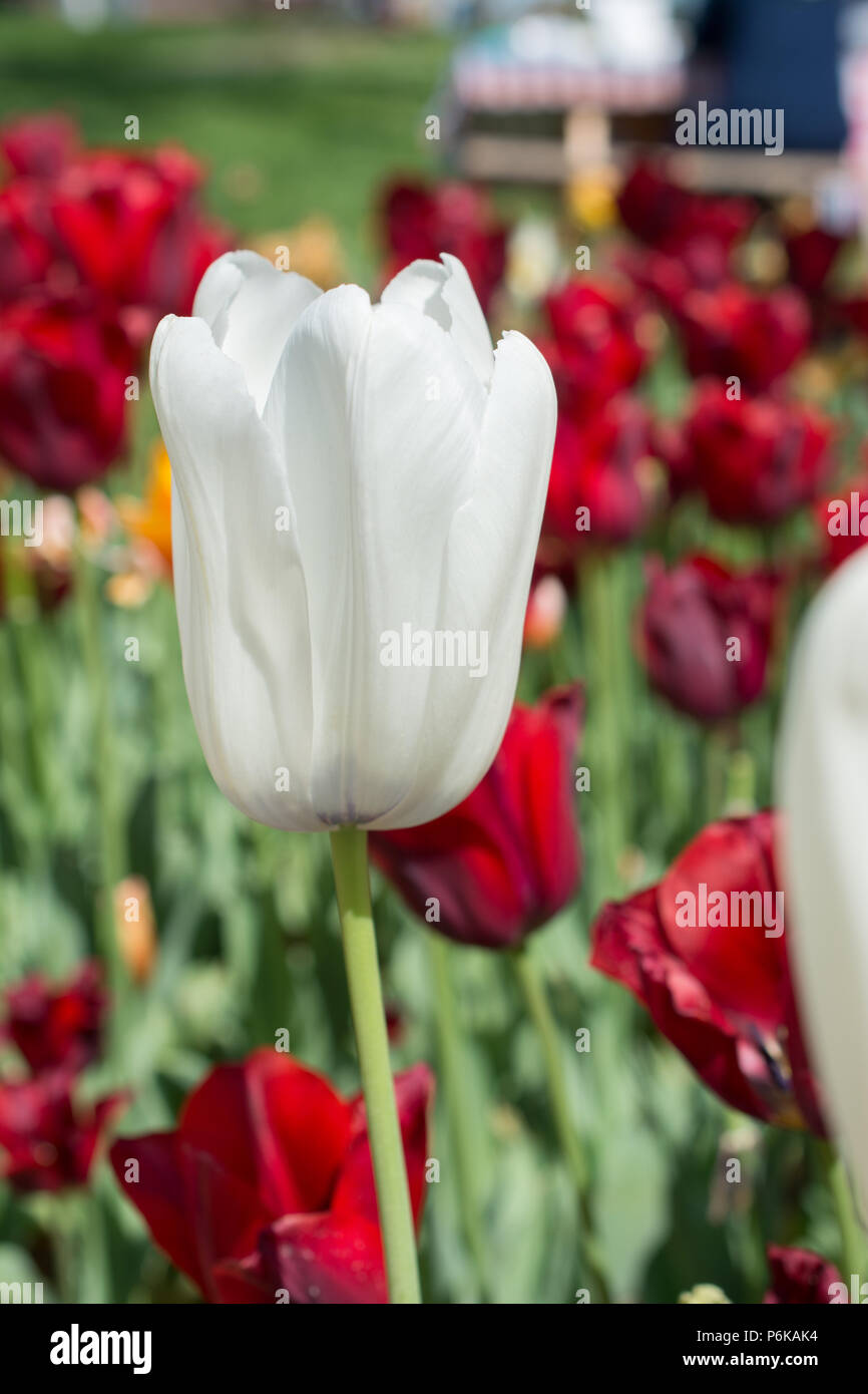 Outstanding colorful tulip flower bloom in the spring garden Stock ...