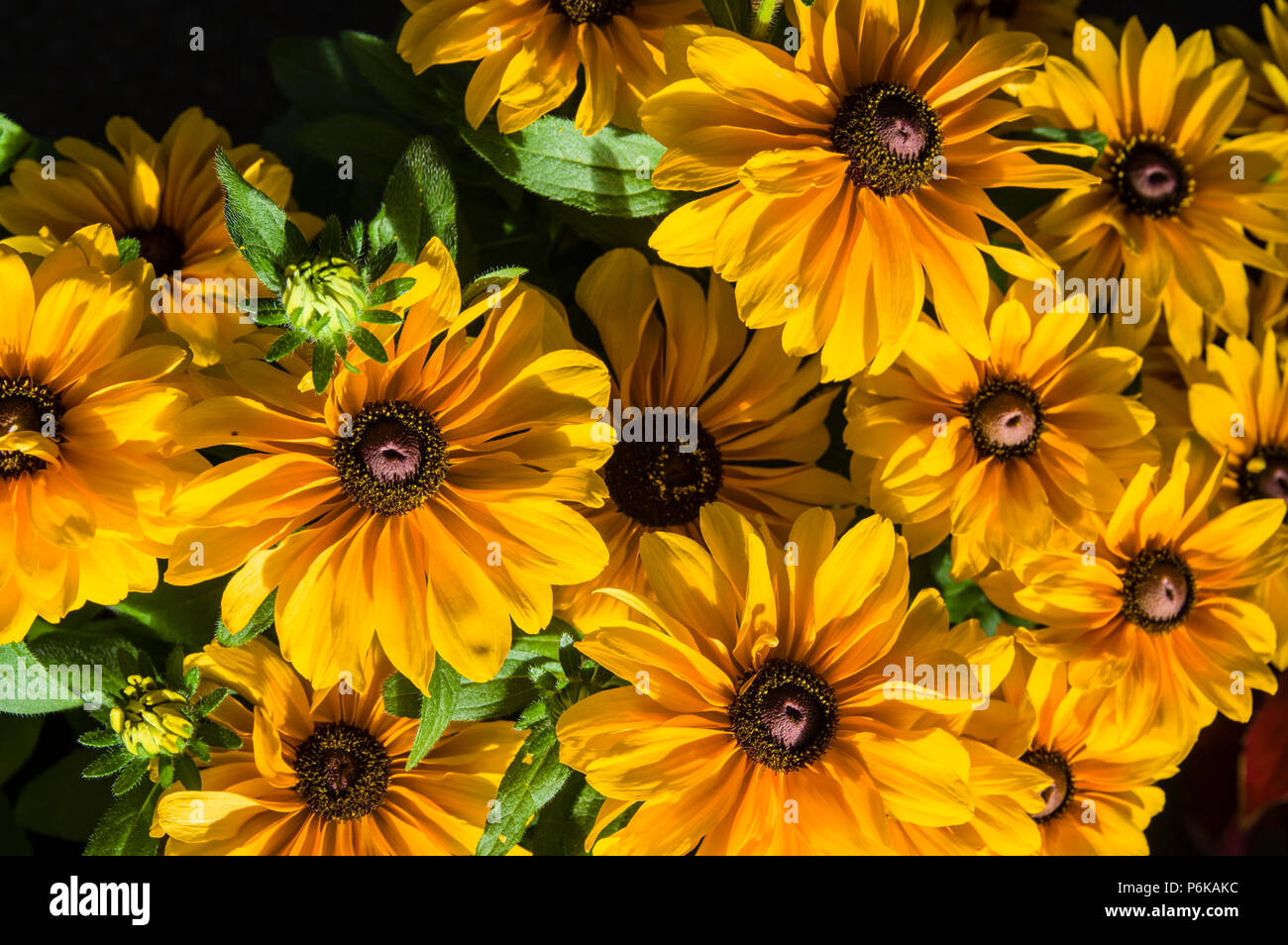 Colorful dahlia plants in full bloom Stock Photo - Alamy
