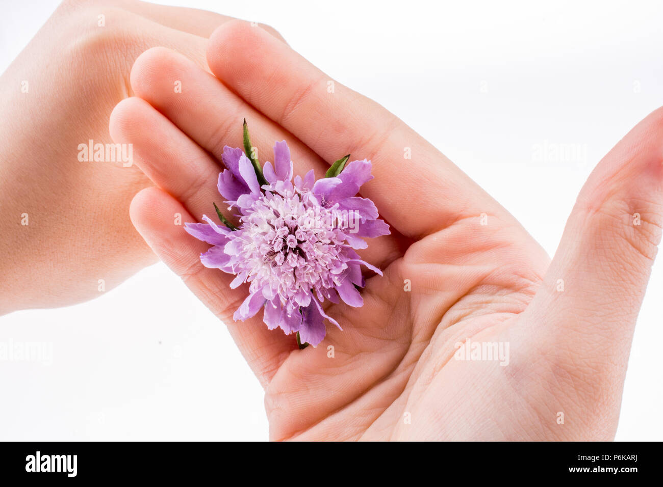 Hand holding A Purple Flower on a white background Stock Photo - Alamy