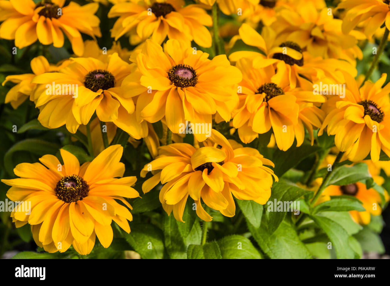 Colorful dahlia plants in full bloom Stock Photo - Alamy