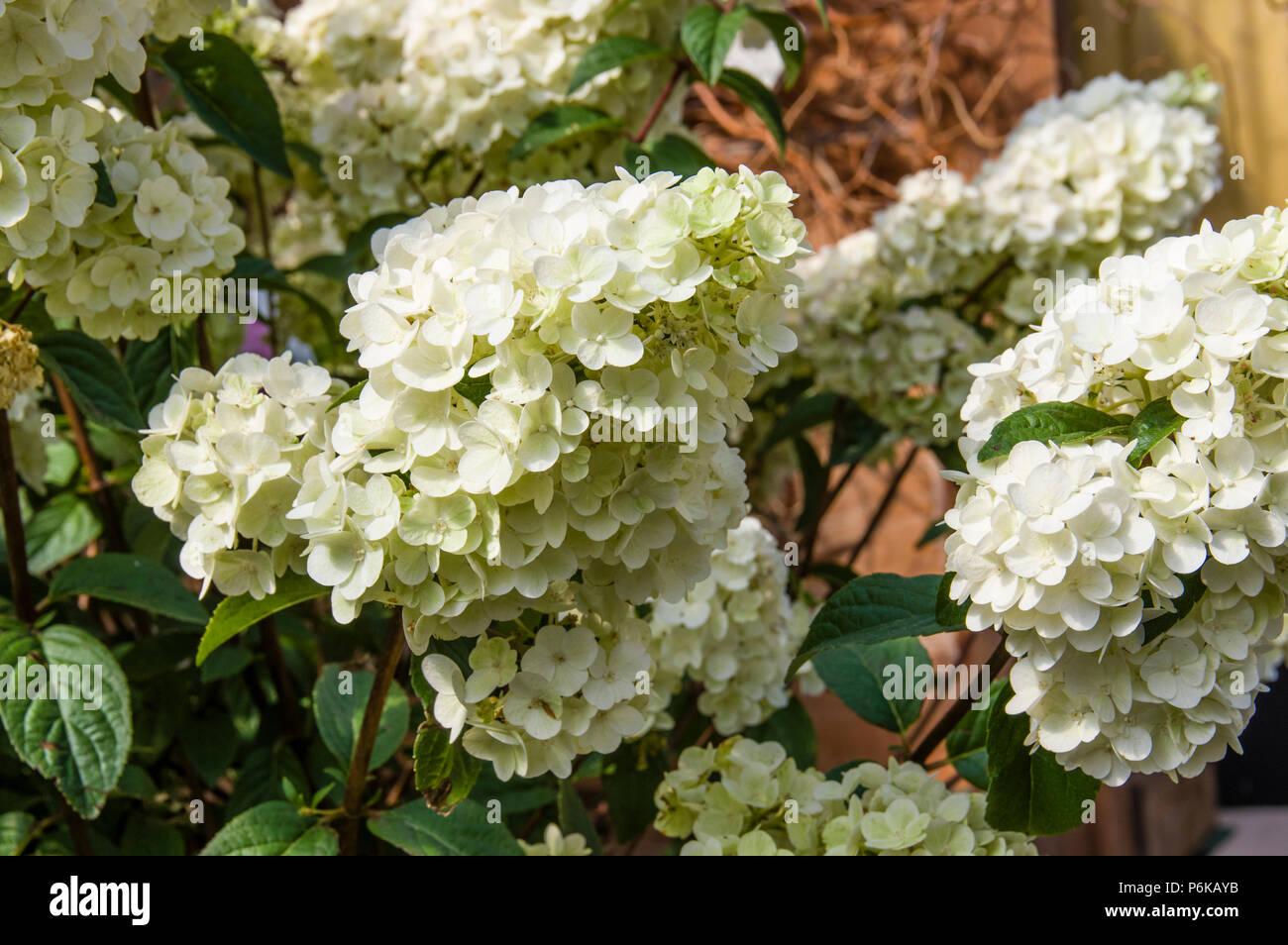 Blooming white hydrangea hi-res stock photography and images - Alamy