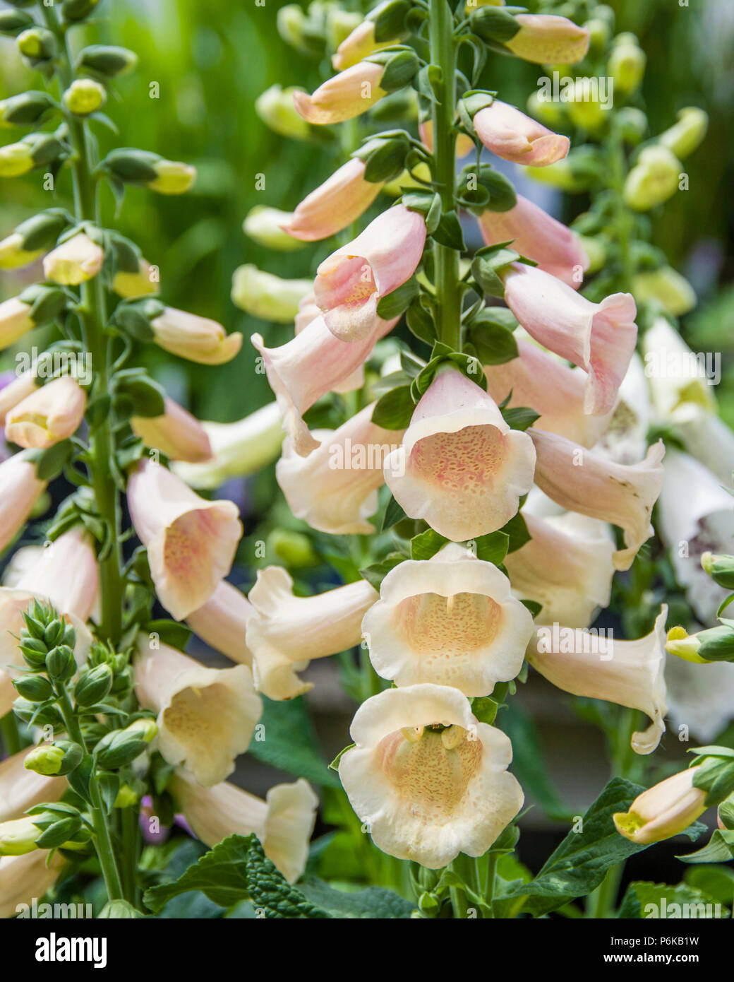 Digitalis plant in bloom with white flowers Stock Photo - Alamy