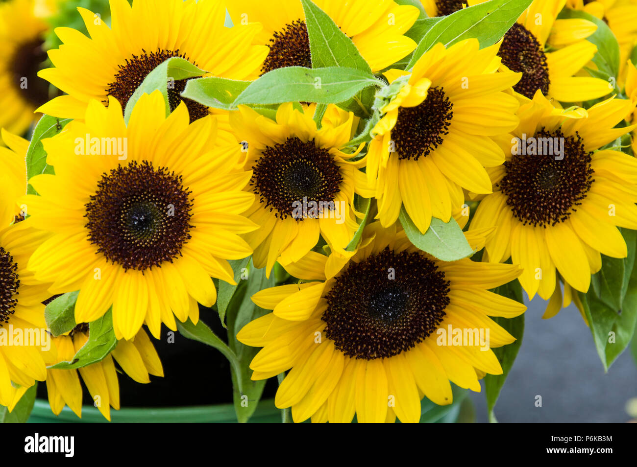 Sunflower plants with yellow flowers in bloom Stock Photo - Alamy