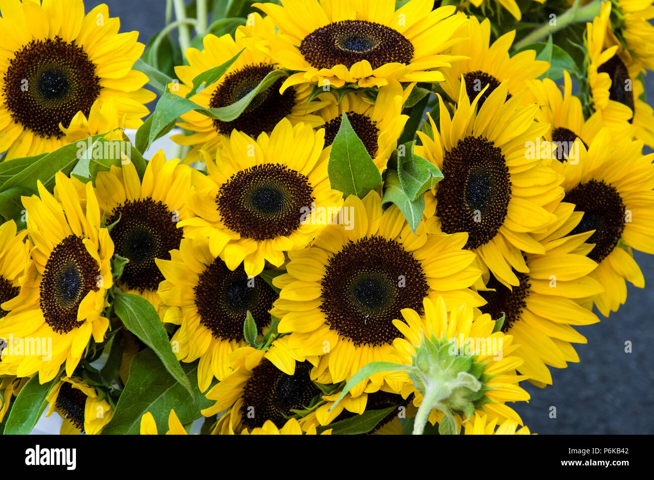 Sunflower plants with yellow flowers in bloom Stock Photo - Alamy