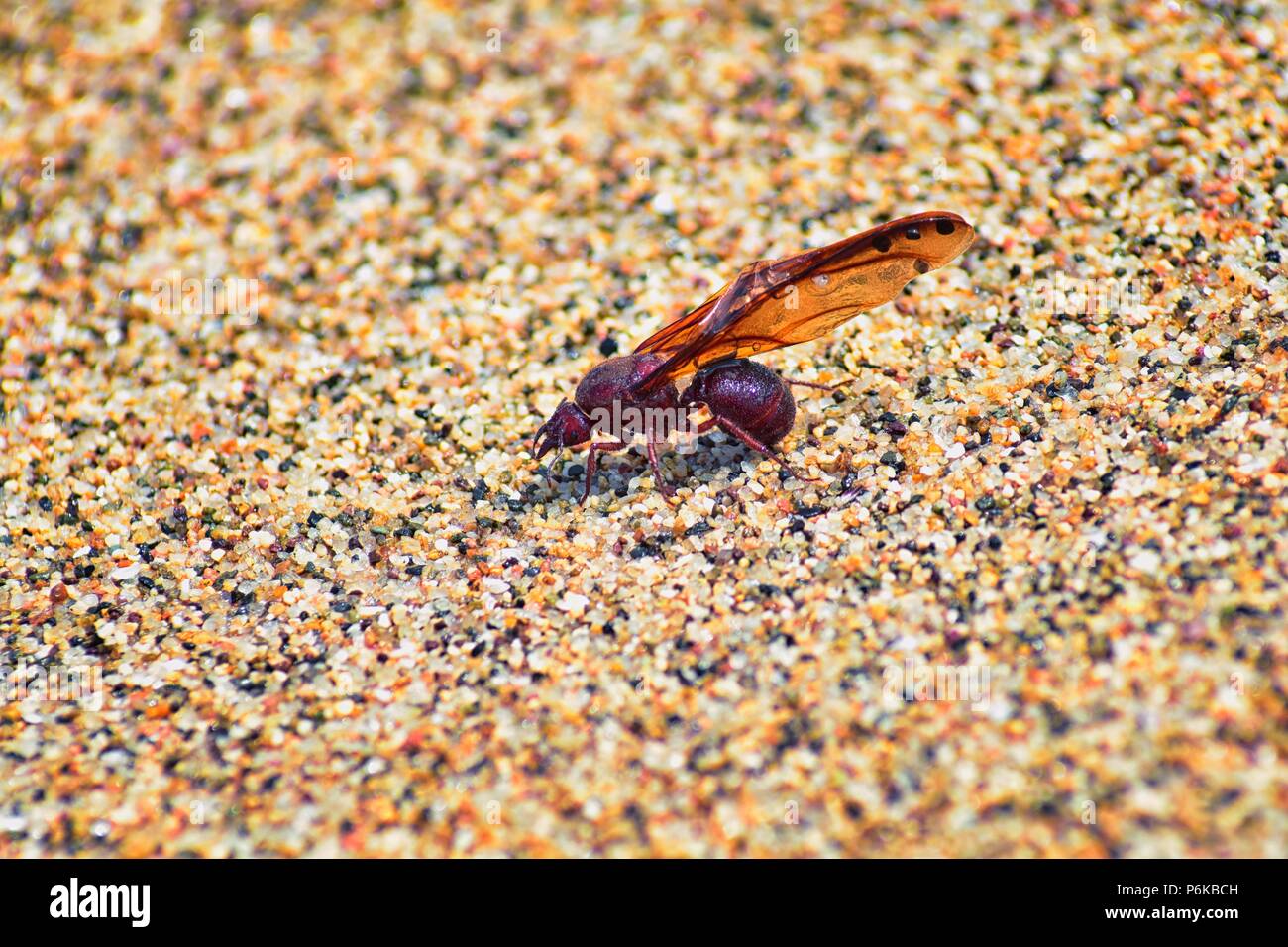 Winged Ant High Resolution Stock Photography and Images - Alamy