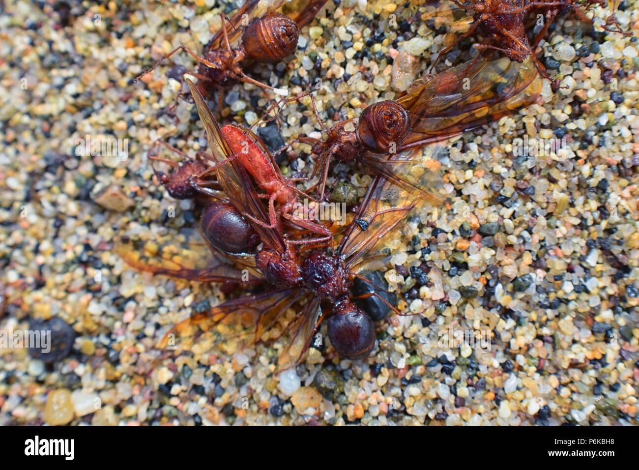 Winged Male Drone Leafcutter ants, macro close up view, dying on beach ...