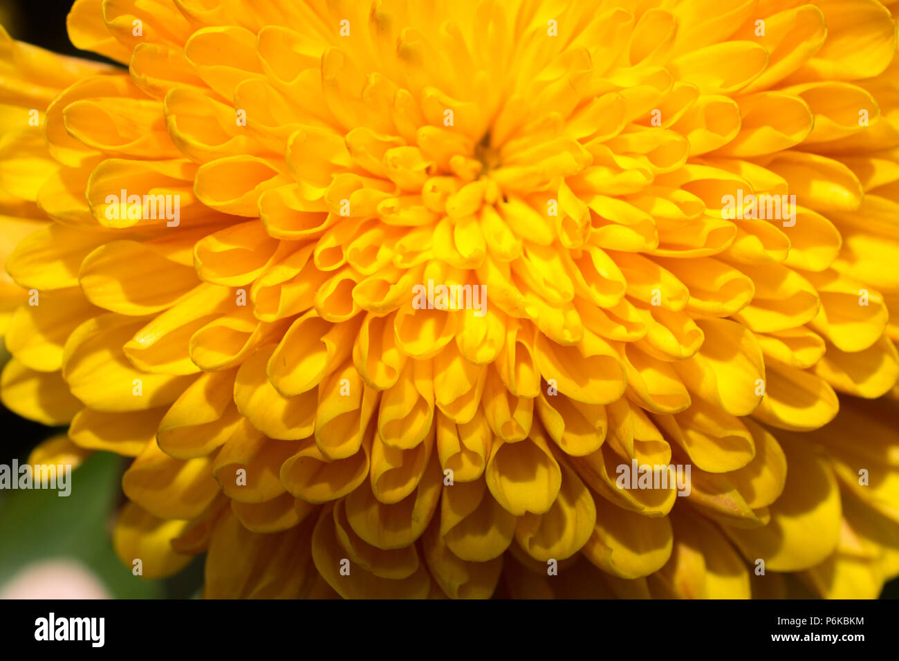Beautiful colorful natural spring flowers in macro view Stock Photo - Alamy