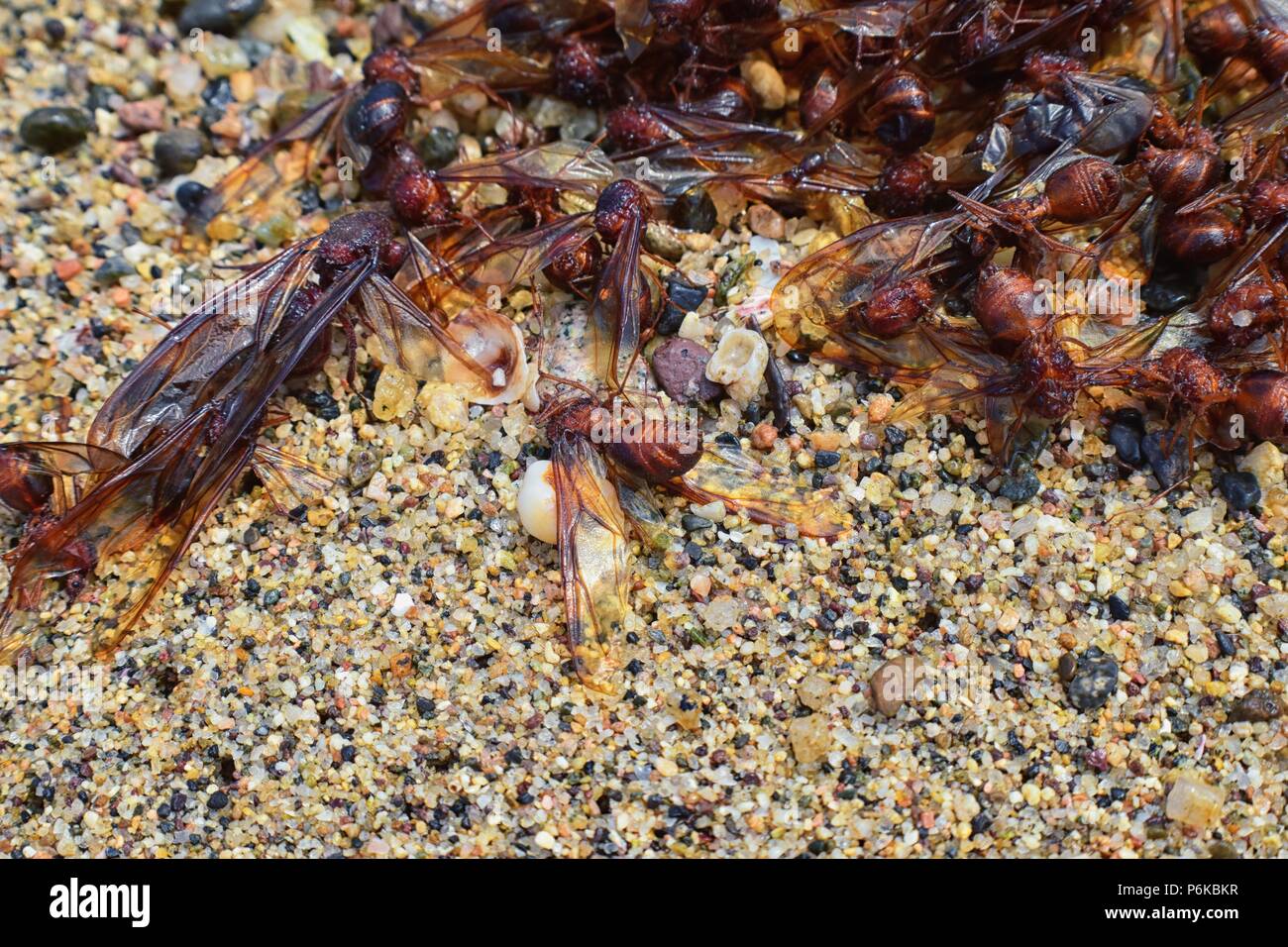 Queen ant and drone hi-res stock photography and images - Alamy