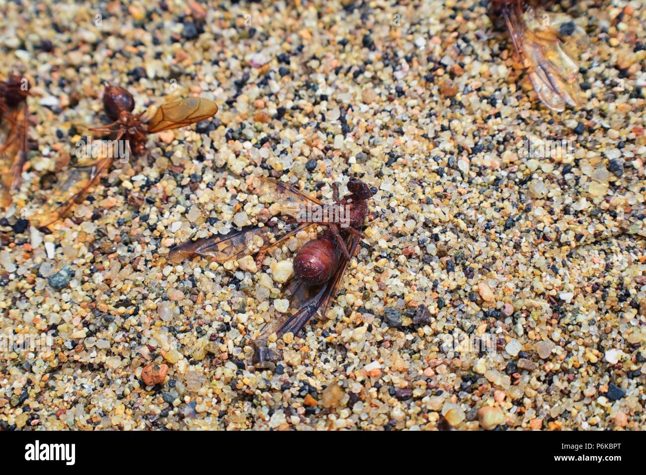 Winged Male Drone Leafcutter ants, macro close up view, dying on beach ...
