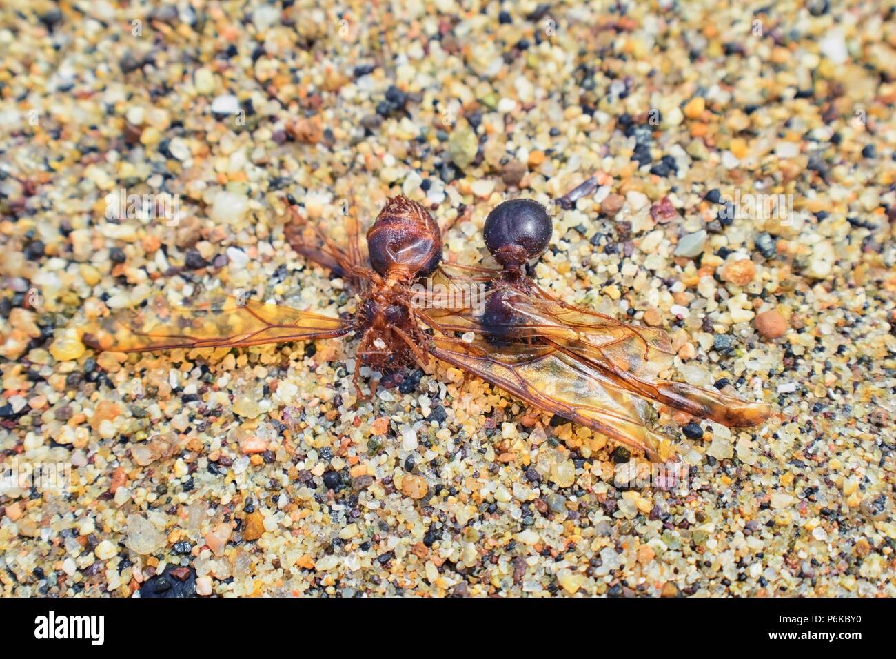 Ants Eye View Stock Photos & Ants Eye View Stock Images - Alamy