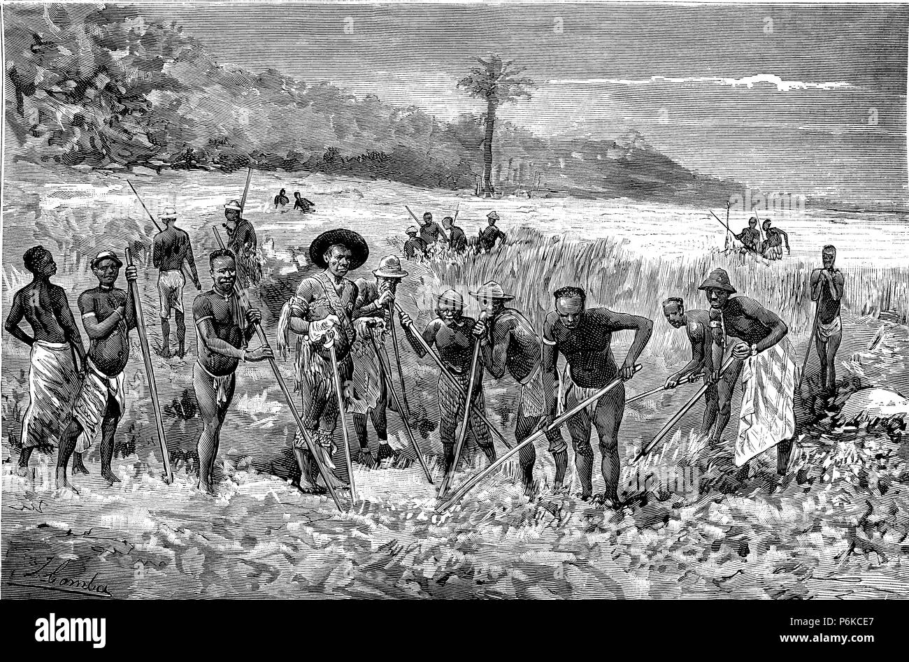 Fernando Poo. Indígenas bubis sembrando cereales. Grabado de 1883 Stock ...