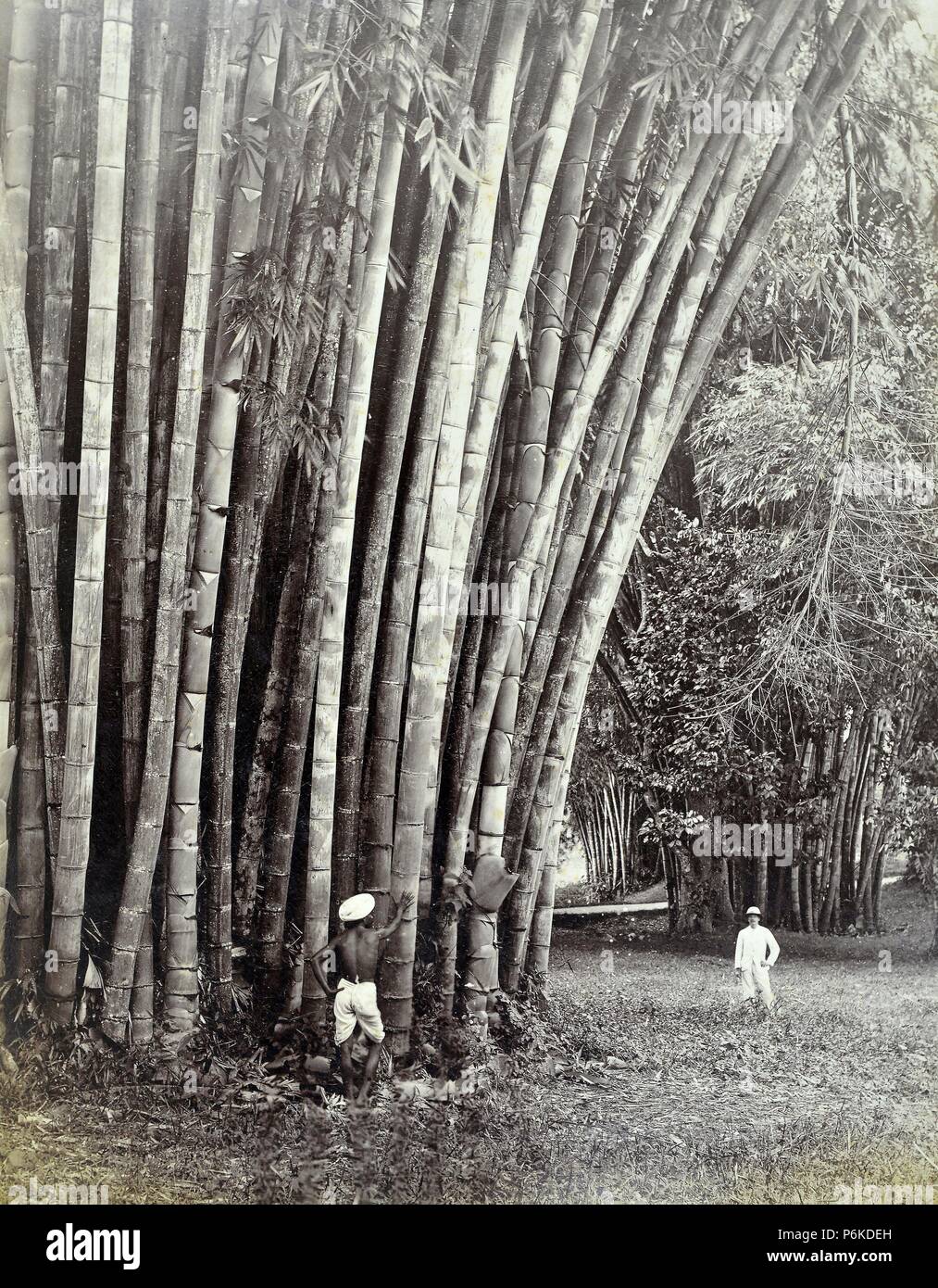 Ceylan. Banbus gigantes en el Jardín de Peradeniya Stock Photo - Alamy