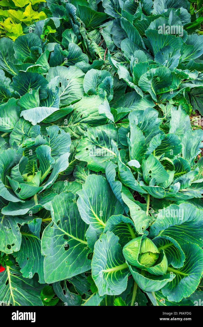Cabbages growing in a garden bed Stock Photo - Alamy