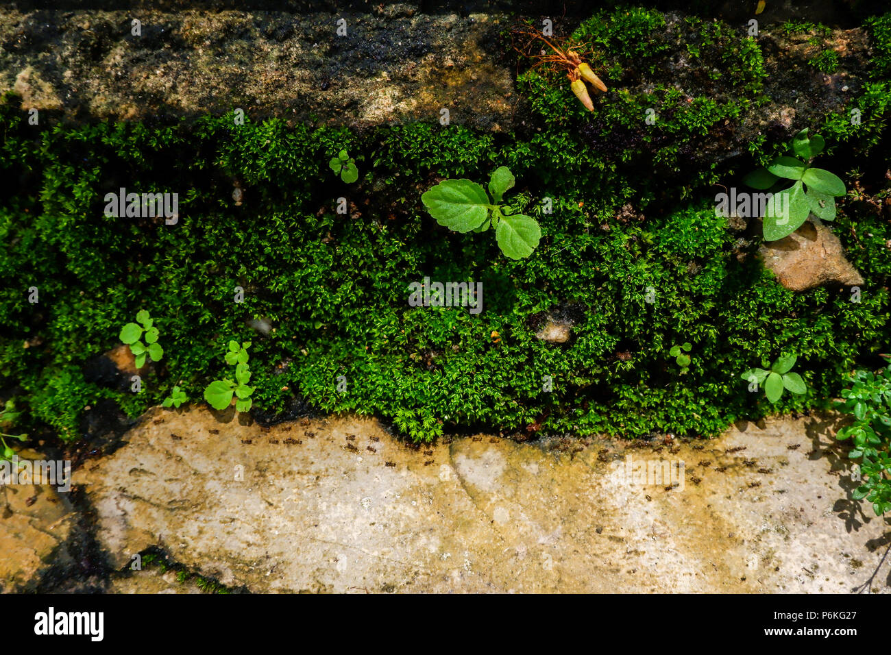 small plants on the nature rock wall Stock Photo - Alamy
