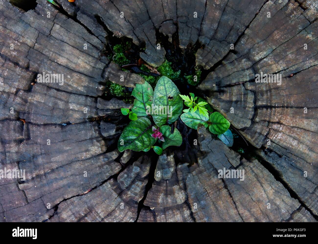 Plant growing through of trunk of tree stump Stock Photo - Alamy