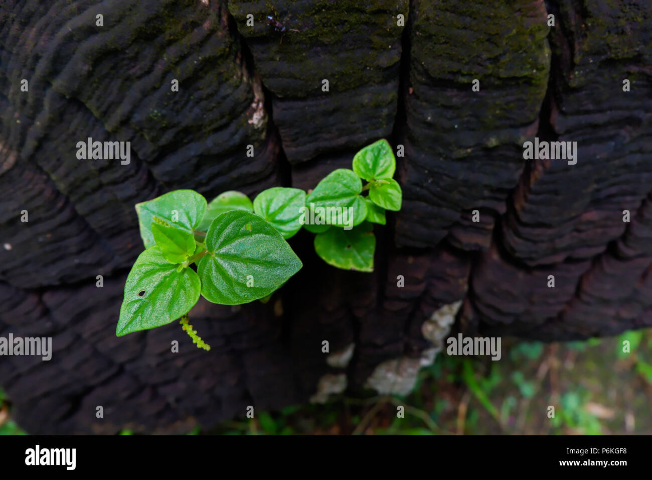 Plant growing through of trunk of tree stump Stock Photo - Alamy