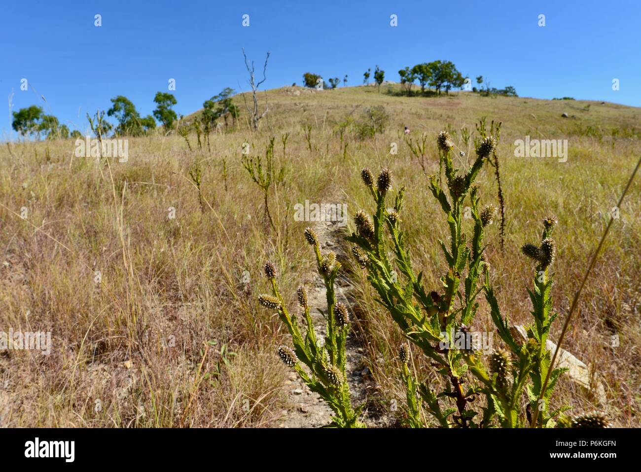 Scenery and tracks as scene from the top of Mt Marlow, Many peaks hike ...