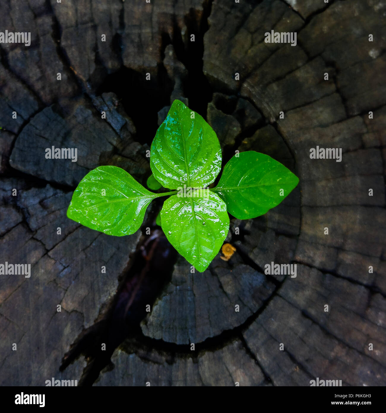 Plant growing through of trunk of tree stump Stock Photo - Alamy
