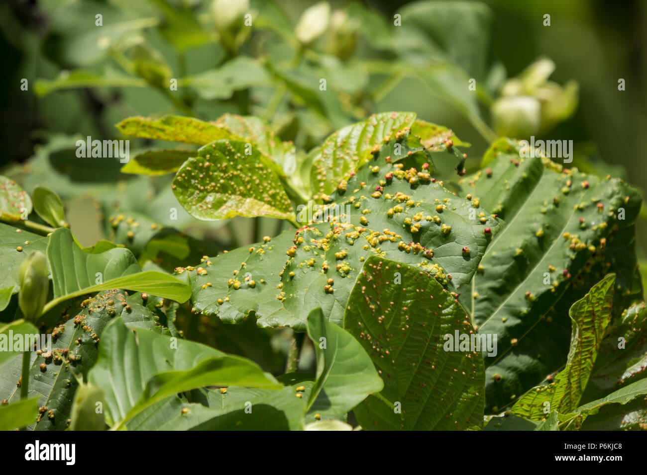 Close up Disease Green leaf of teak tree Stock Photo - Alamy