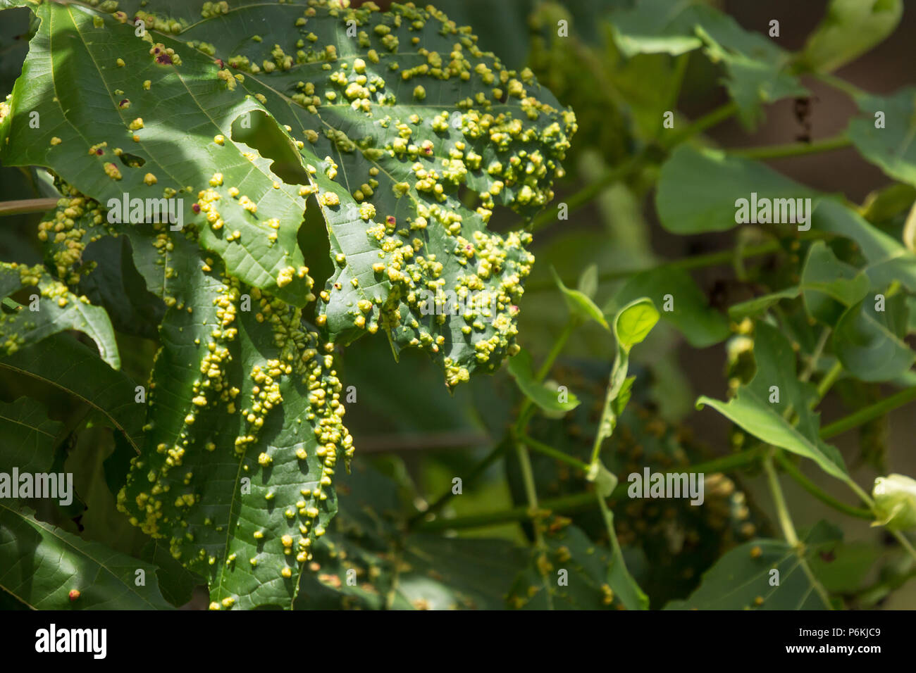 Close up Disease Green leaf of teak tree Stock Photo - Alamy
