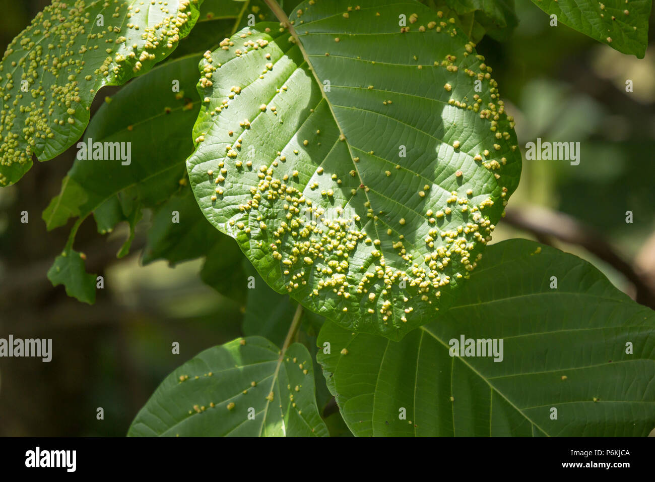 Close up Disease Green leaf of teak tree Stock Photo - Alamy