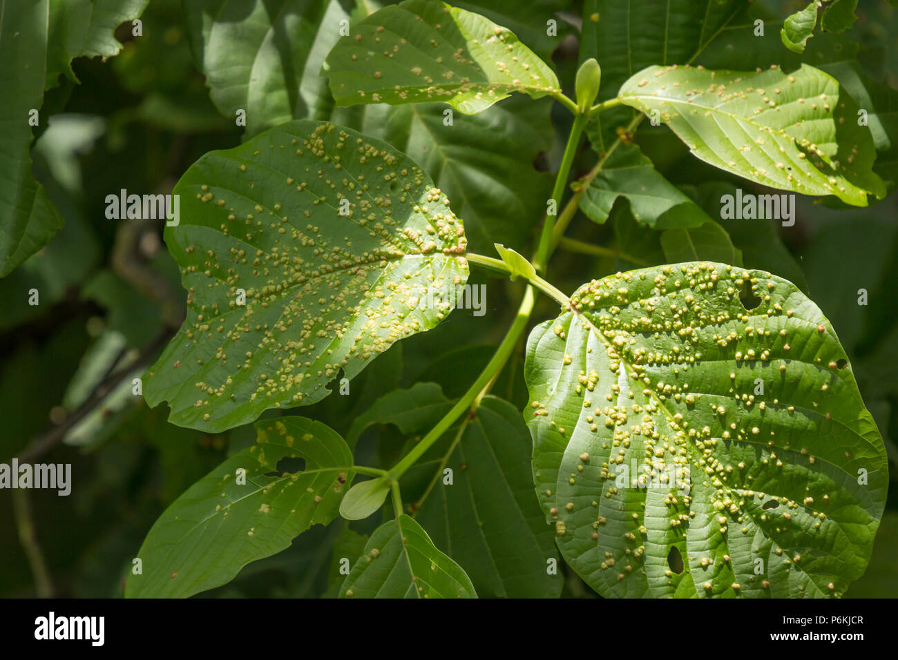 Close up Disease Green leaf of teak tree Stock Photo - Alamy