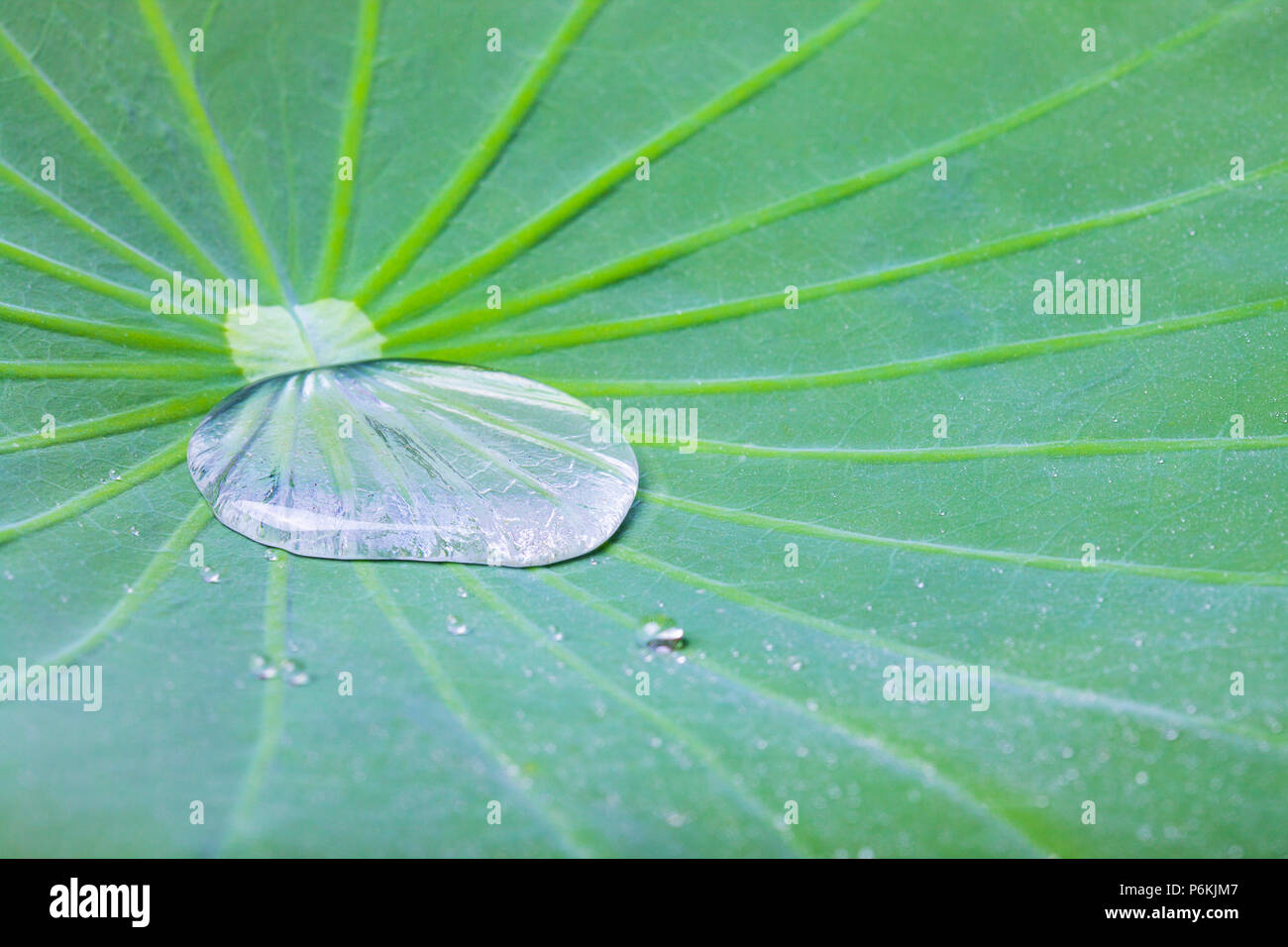 Water droplets on Lotus leaf background Stock Photo - Alamy