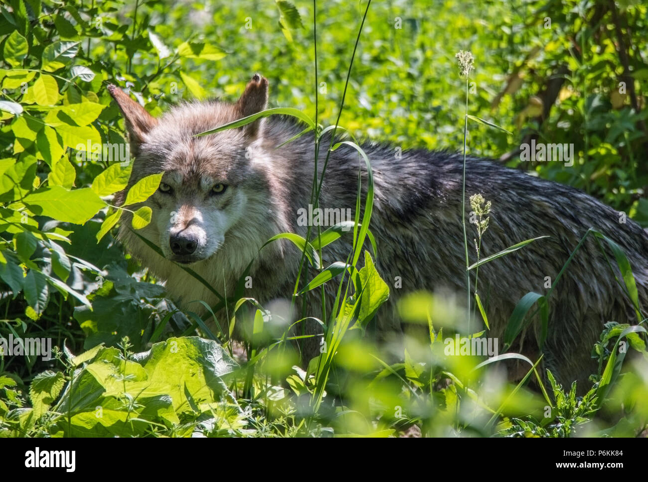 Angry wolf hi-res stock photography and images - Alamy