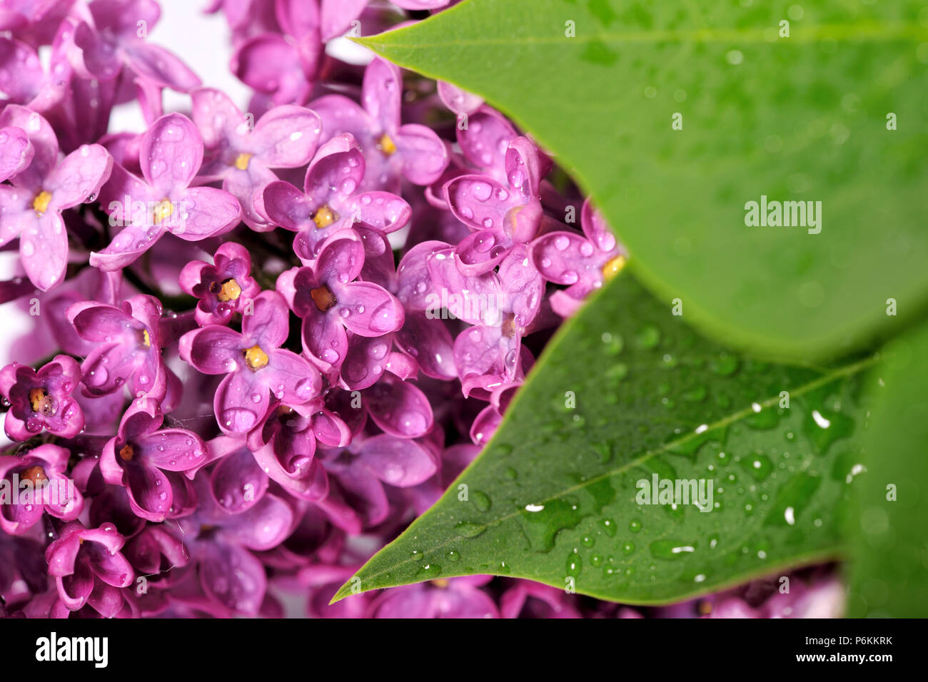 sambucus, antioxidant, bio, botany, branch, bush, collection, elder ...