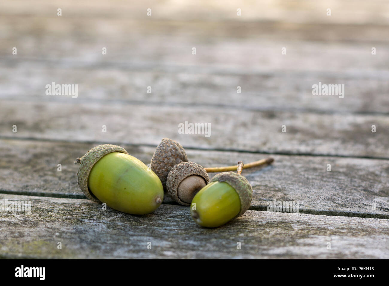 Beech Nut Shell High Resolution Stock Photography and Images - Alamy