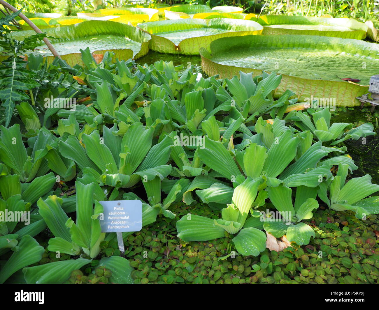 BASEL, SWITZERLAND on JULY 2017: Beauty green exotic pond of big Victoria cruziana water ...