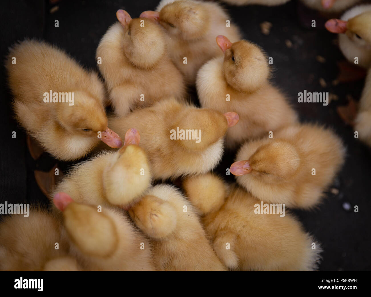 Ducklings sale hi-res stock photography and images - Alamy