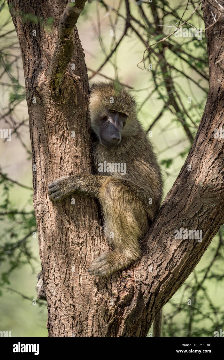 Olive baboon sits in branches of tree Stock Photo - Alamy