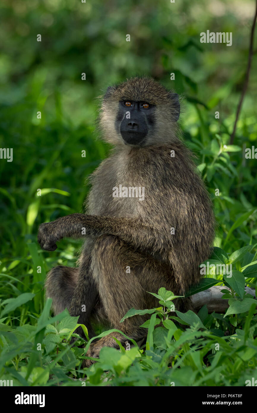 Arm on knee hi-res stock photography and images - Alamy