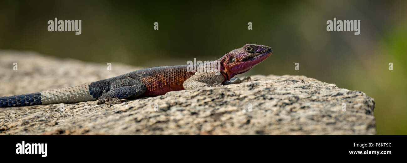 Panorama of male agama lizard in close-up Stock Photo - Alamy