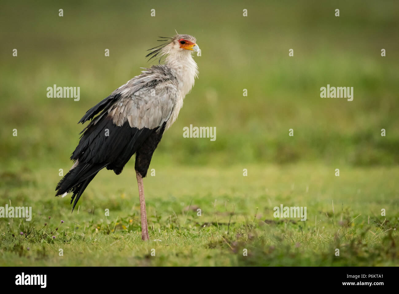 Secretary bird stands in grassy meadow staring Stock Photo - Alamy