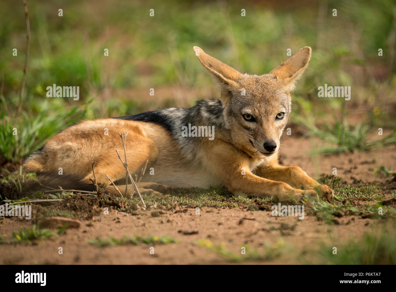 Black backed jackal lying hi-res stock photography and images - Alamy