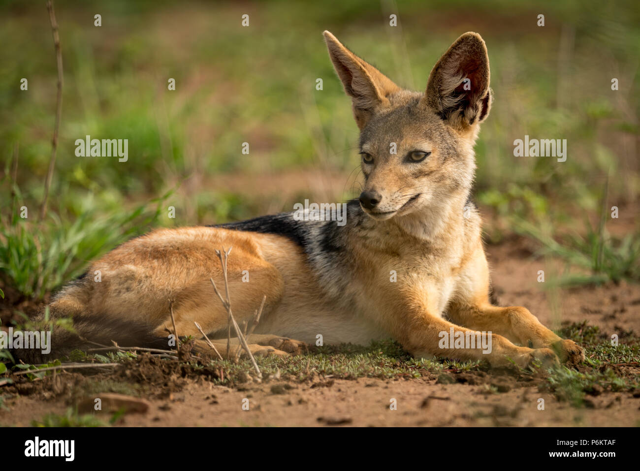 Silver-backed jackal lying on grassland in sunshine Stock Photo - Alamy