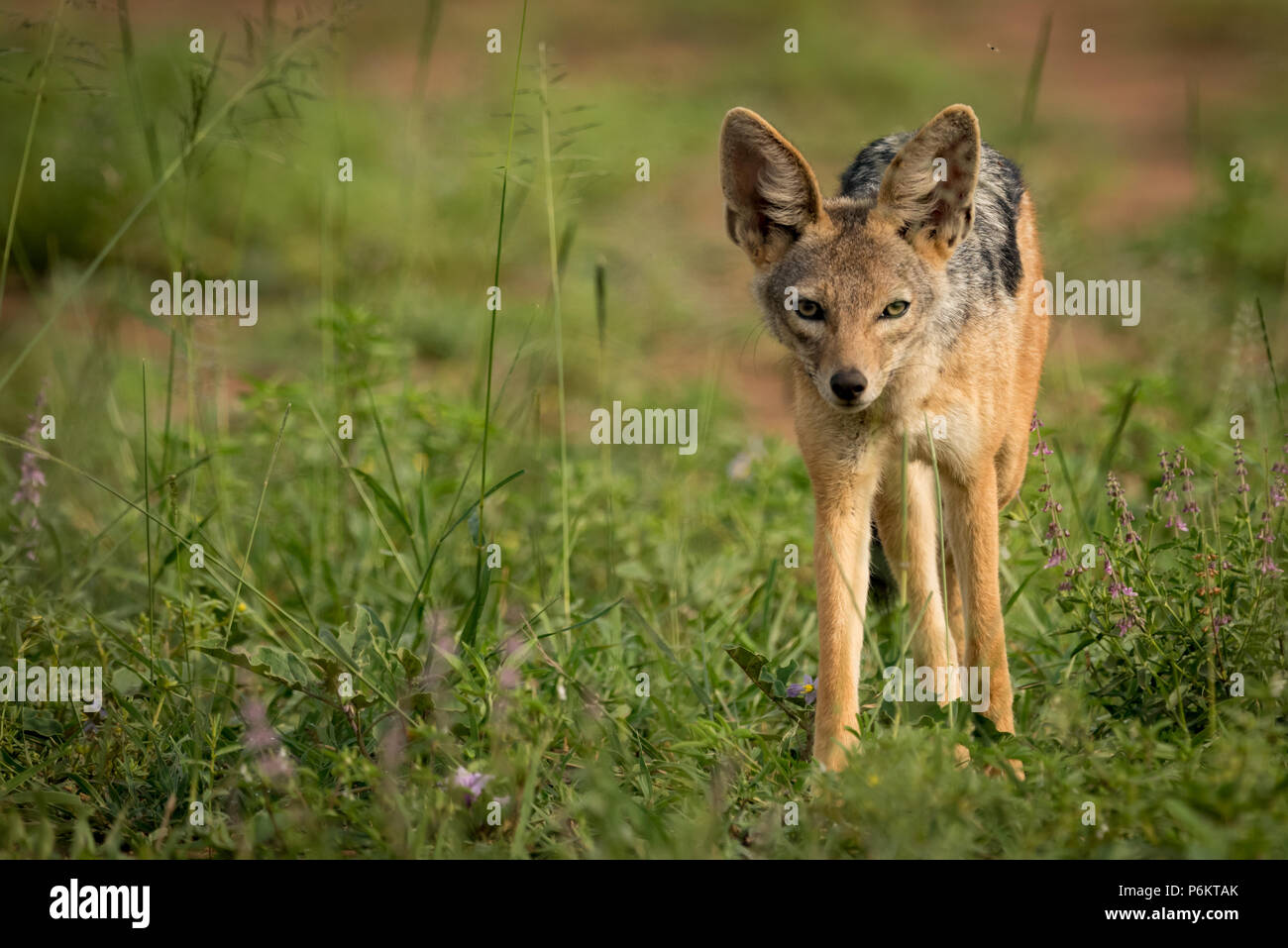Golden backed jackal hi-res stock photography and images - Alamy