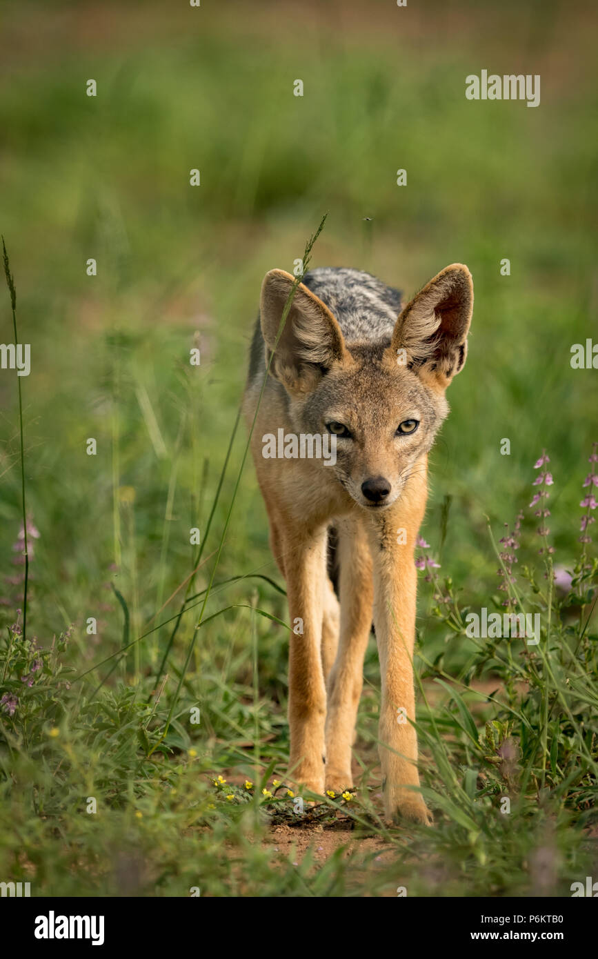 Black backed jackal saddle backed jackal silver backed hi-res stock ...
