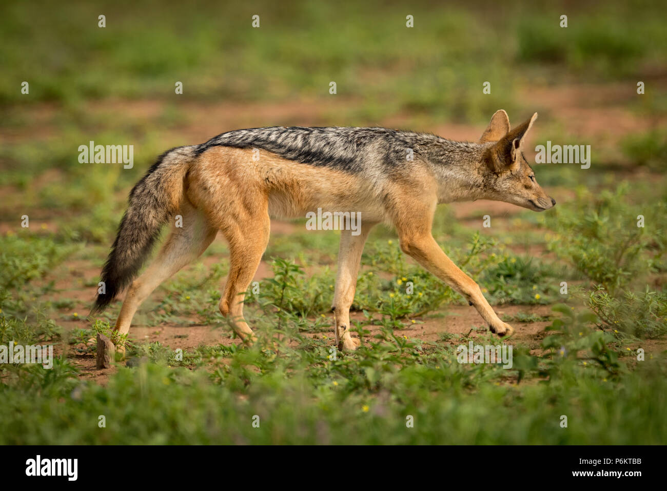 Silver-backed jackal walks among flowers in sunshine Stock Photo - Alamy