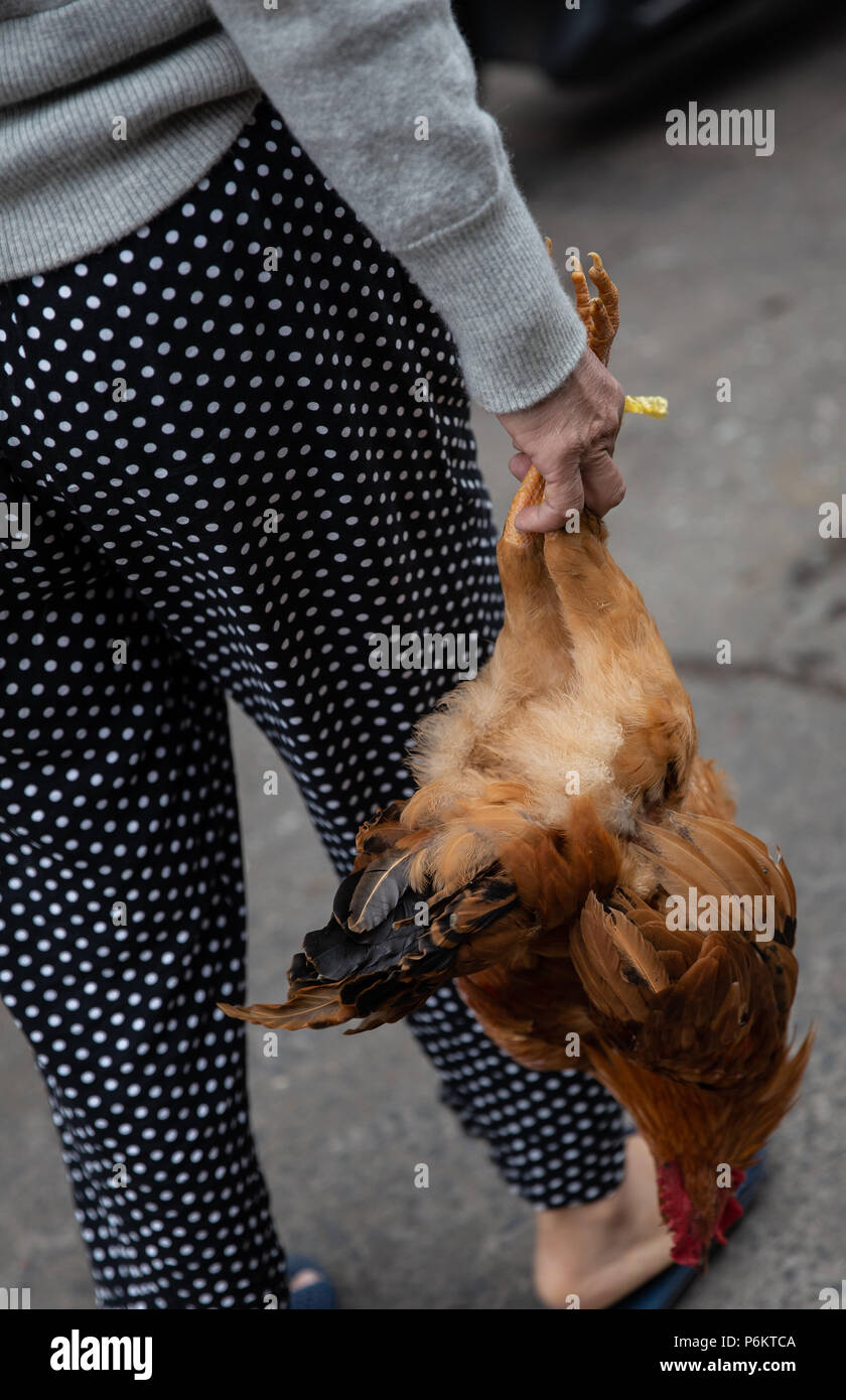 Vietnamese Woman Carrying Chicken to prepare for dinner Stock Photo - Alamy