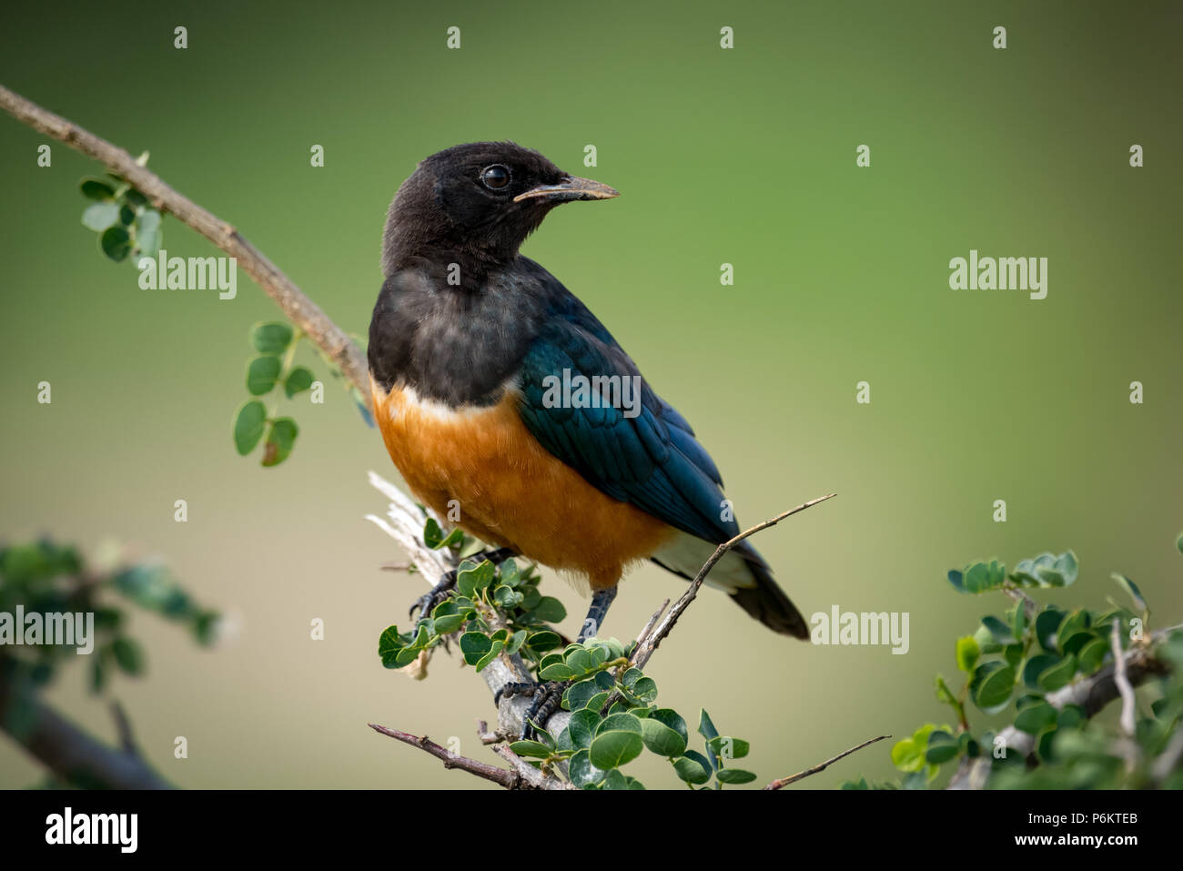 Superb starling turning head on leafy branch Stock Photo - Alamy