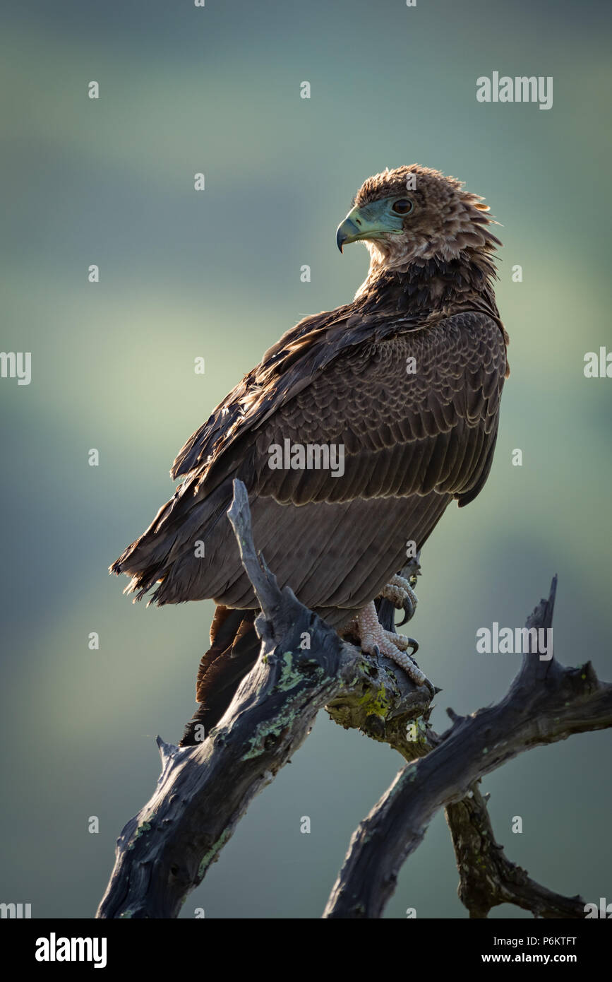 Tawny eagle standing on twisted dead branch Stock Photo - Alamy