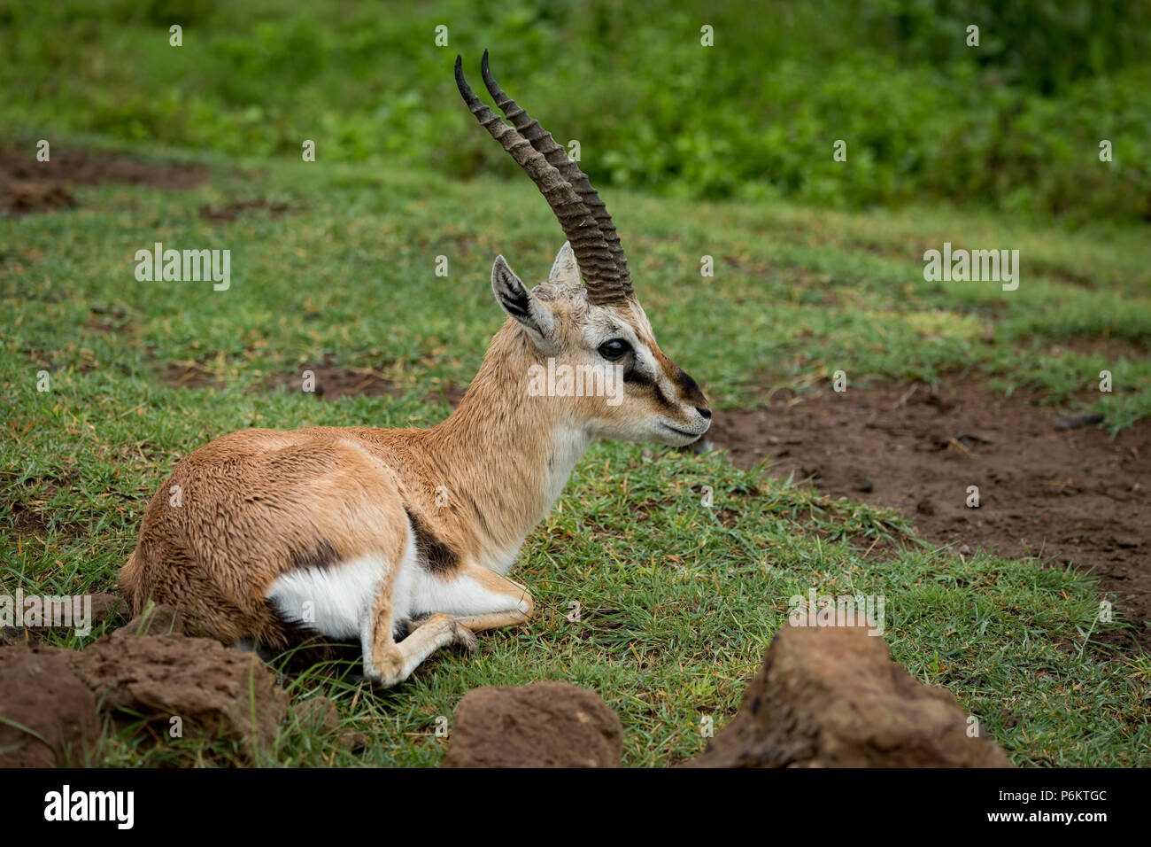 Thomson gazelle lying on grass looking right Stock Photo - Alamy