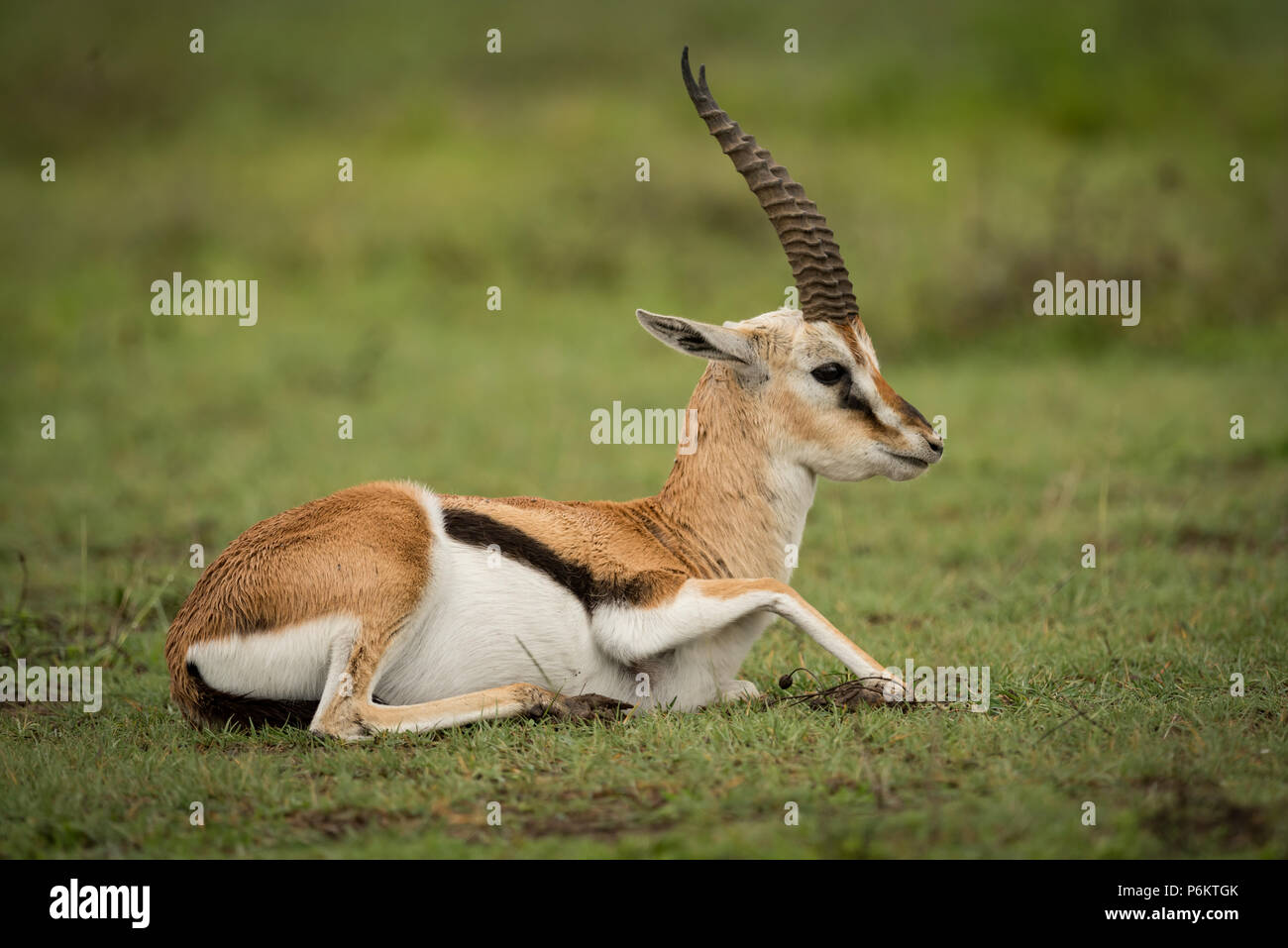 Gazelle Lying Down High Resolution Stock Photography and Images - Alamy