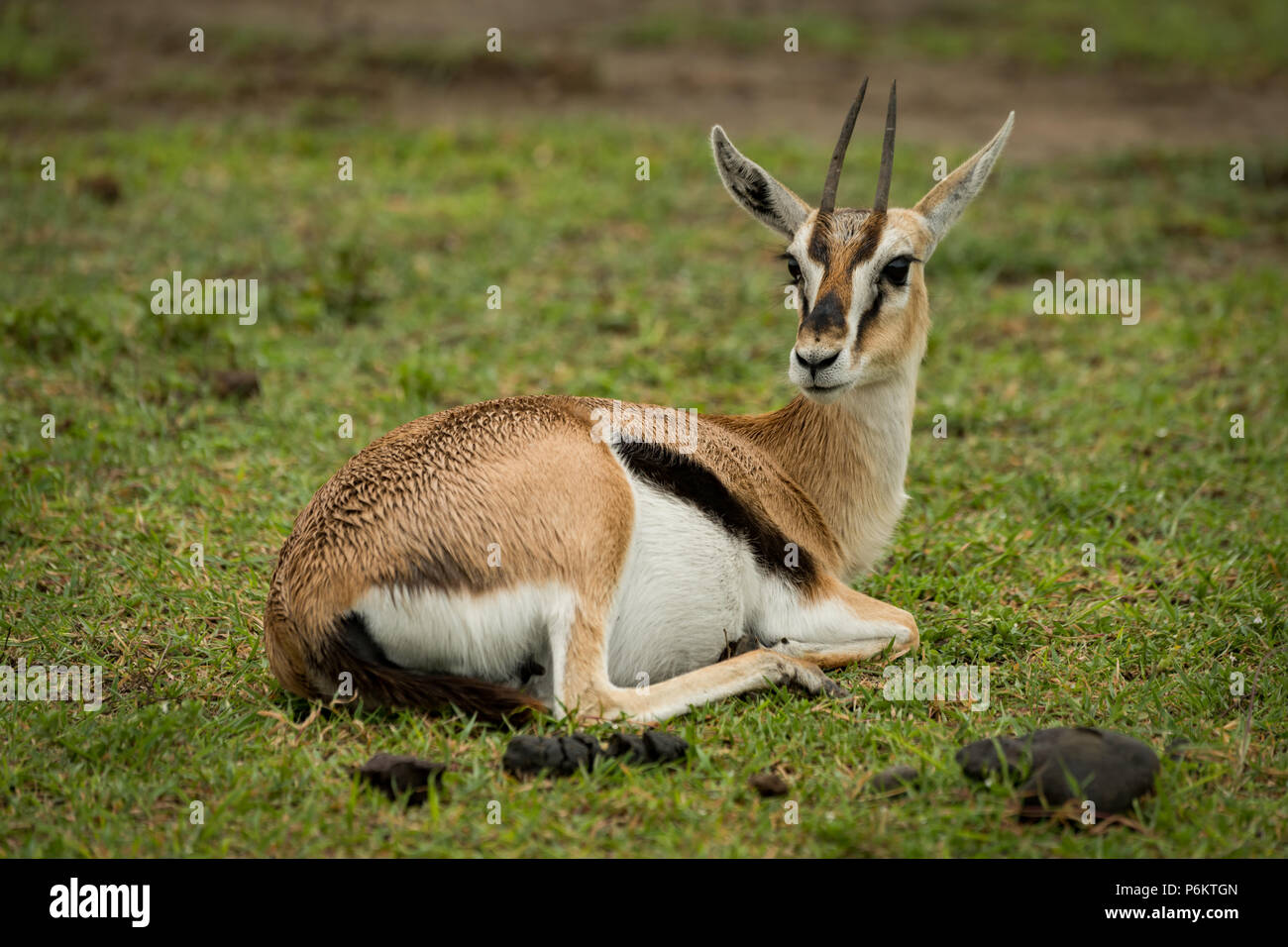 Thomson gazelle on grass with turned head Stock Photo - Alamy